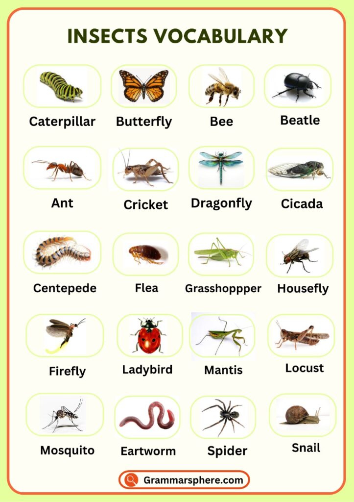 Insects Vocabulary: Learn Common Insect Names - GrammarSphere