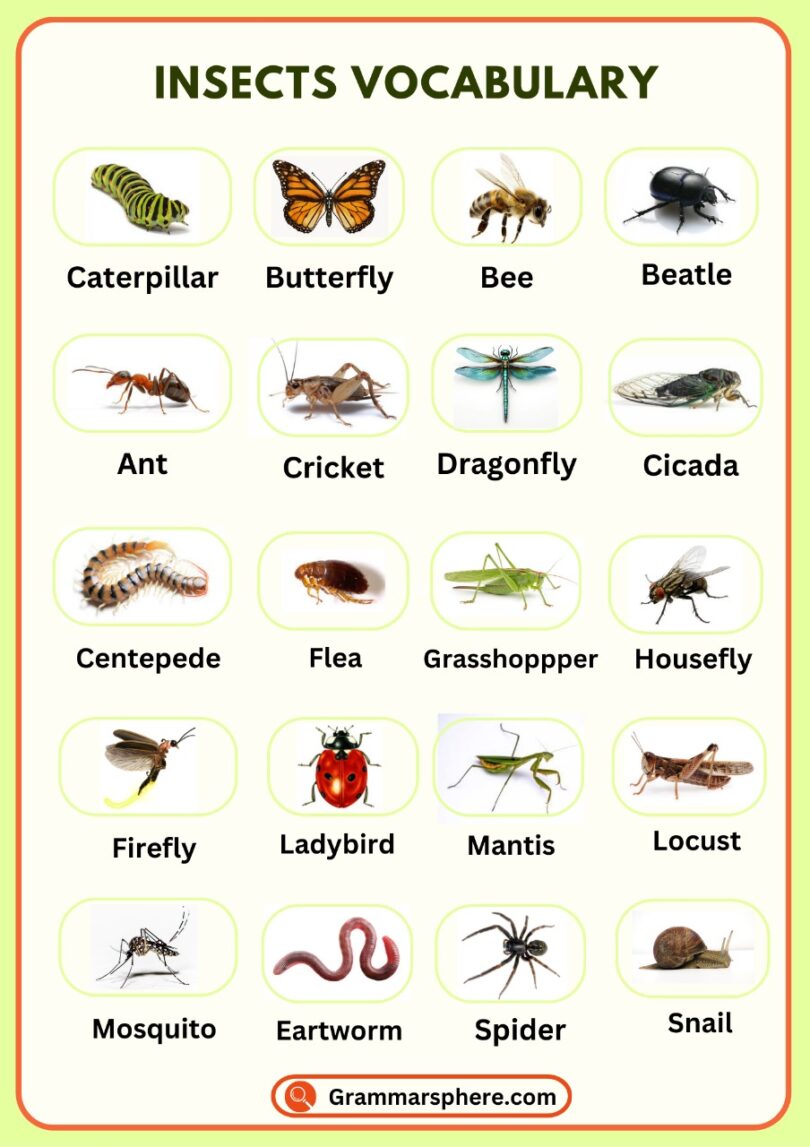 Insects Vocabulary: Learn Common Insect Names - GrammarSphere